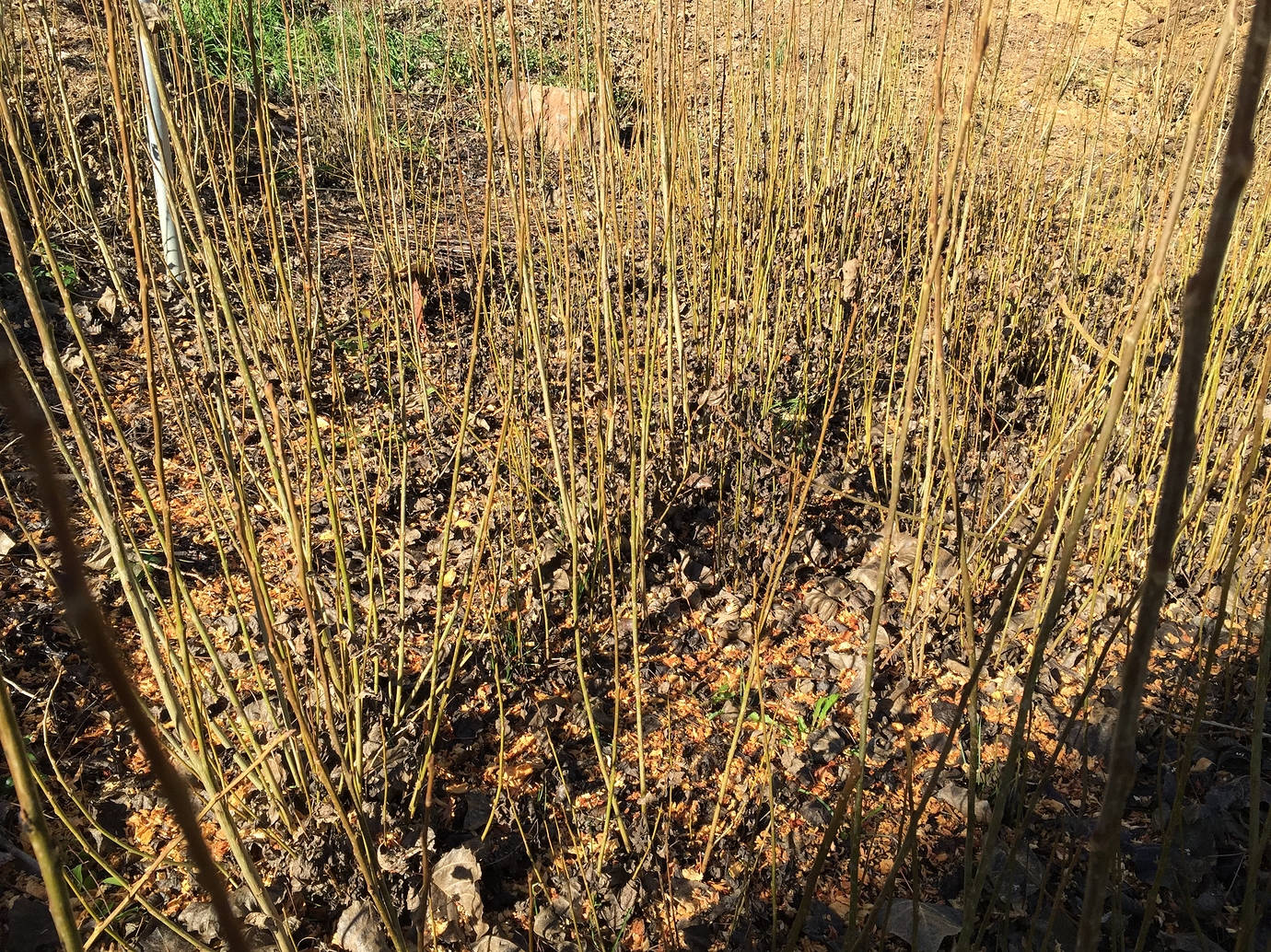 Extent of fruit tree root spread - General Fruit Growing - Growing Fruit