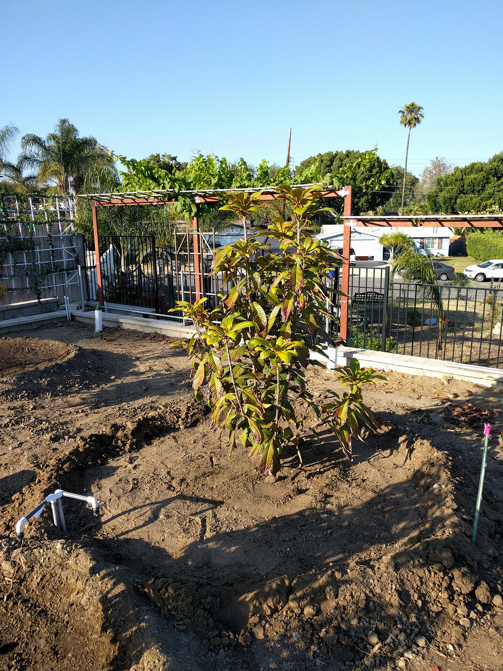 Green Sapote (Pouteria viridis) - Pictures! - Growing Fruit