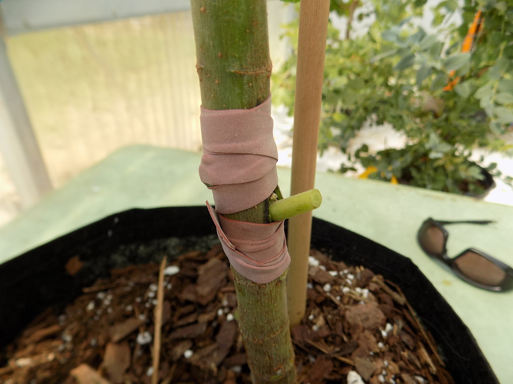 T-budding tutorial - Guides - Growing Fruit