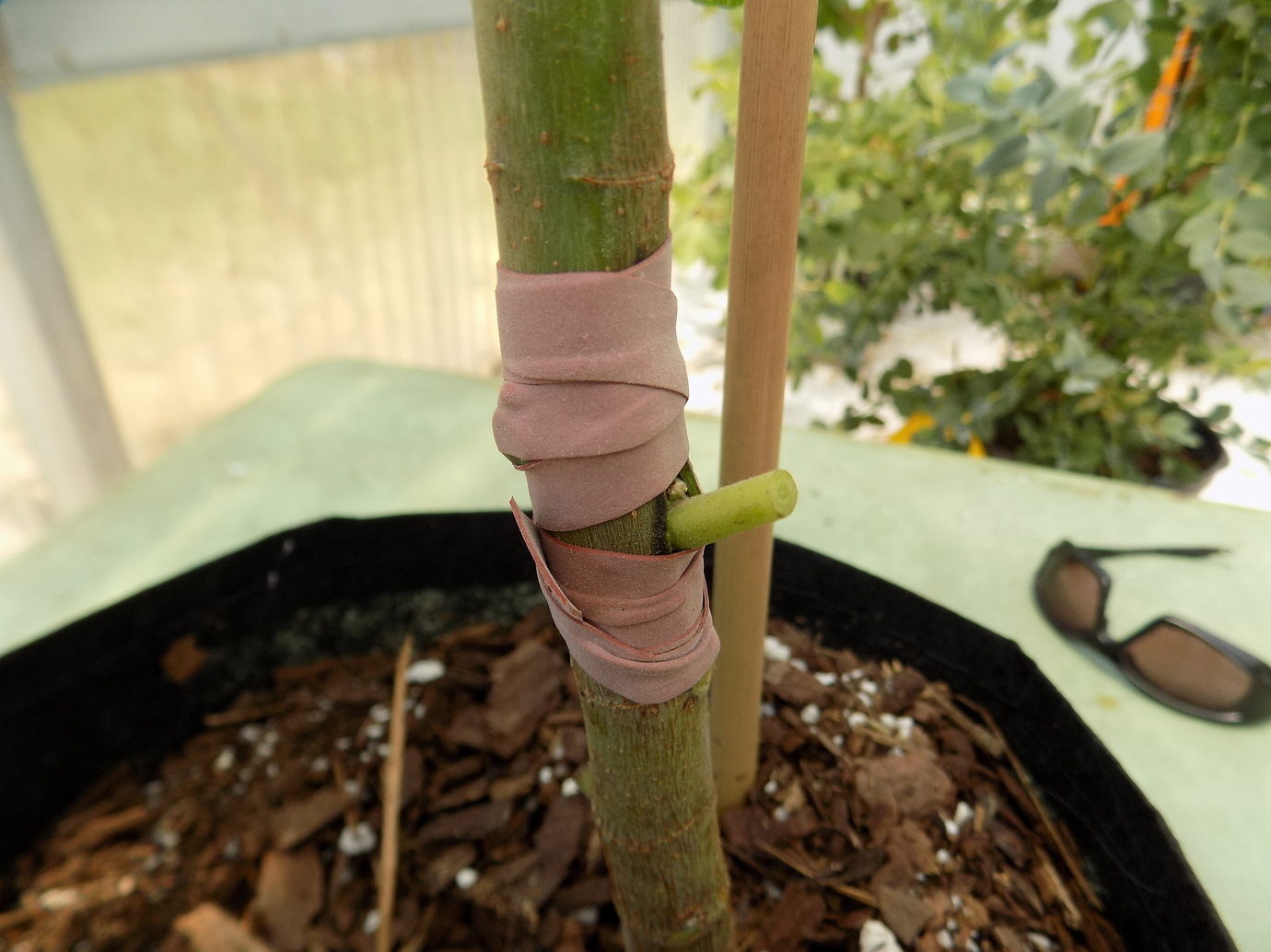 T-budding tutorial - Guides - Growing Fruit