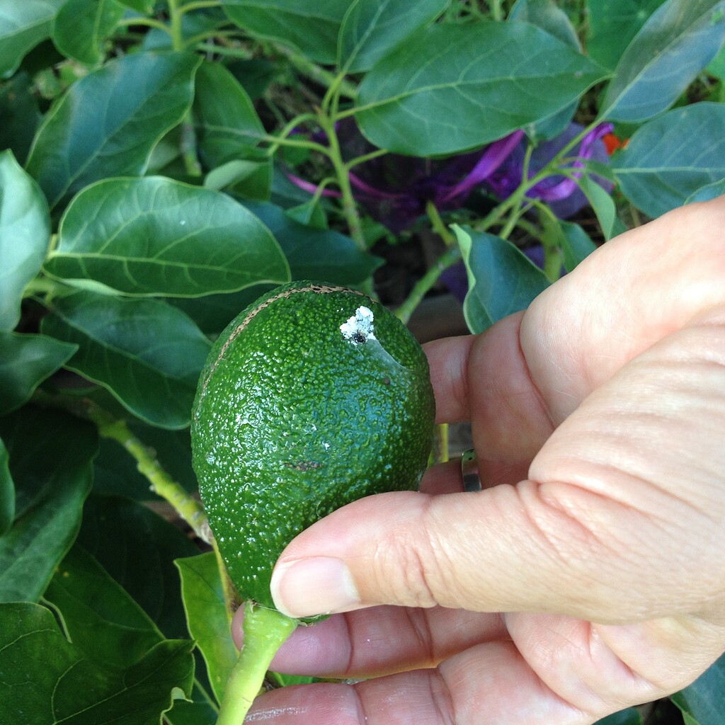 Avocado pest--small black hole and chalky white exudate? - General ...