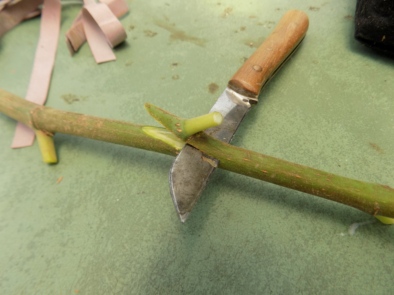 T-budding tutorial - Guides - Growing Fruit