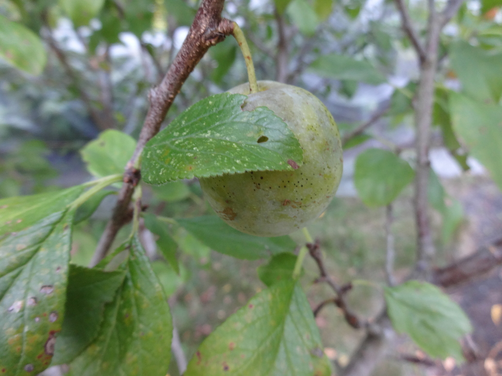 Gauging Green Gage - General Fruit Growing - Growing Fruit
