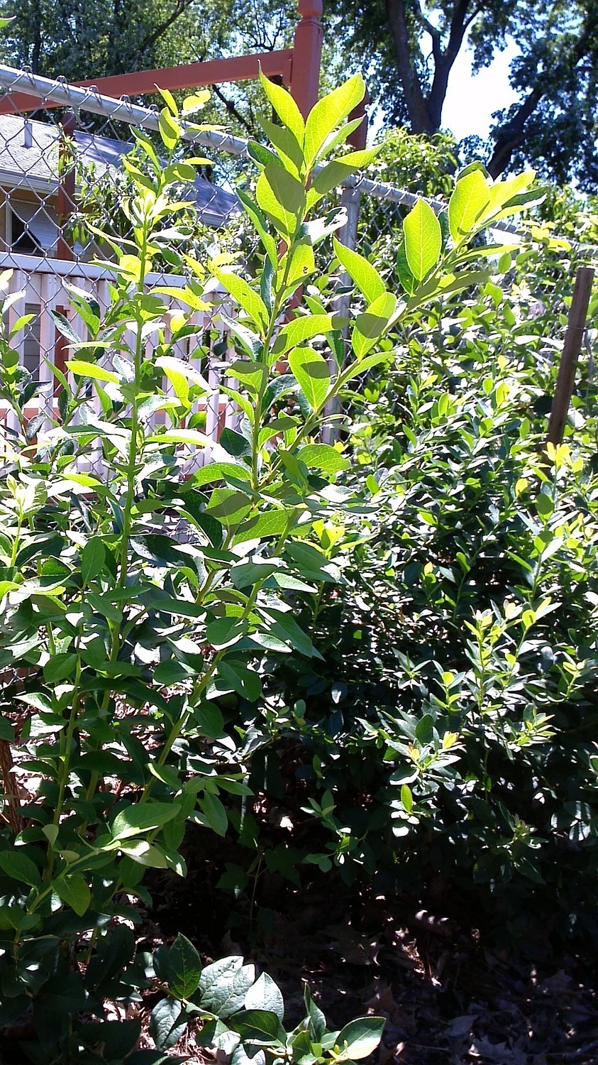 Growing media for raised bed blueberries? - General Fruit Growing ...