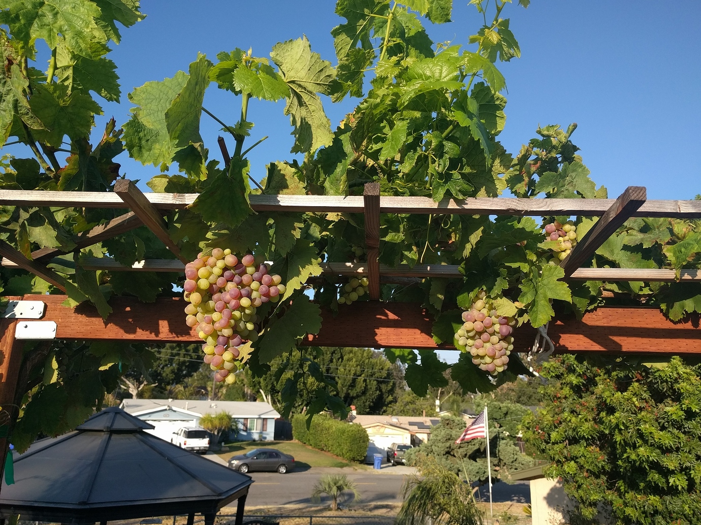 Black Monukka Seedless Grape - General Fruit Growing - Growing Fruit