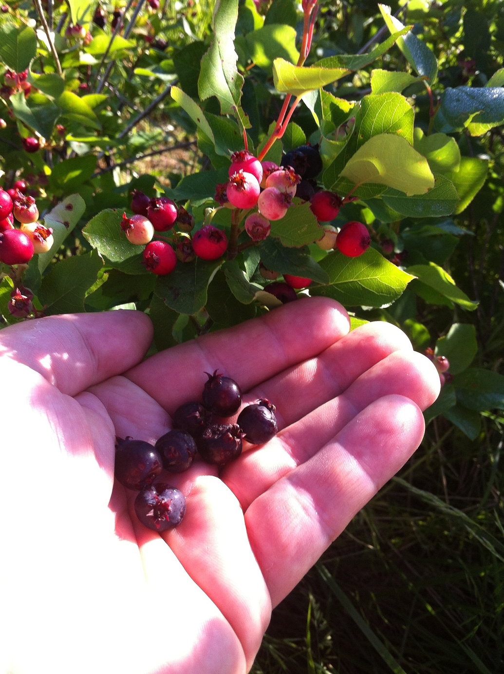 Amelanchier- juneberry, saskatoon serviceberry,etc - General Fruit ...