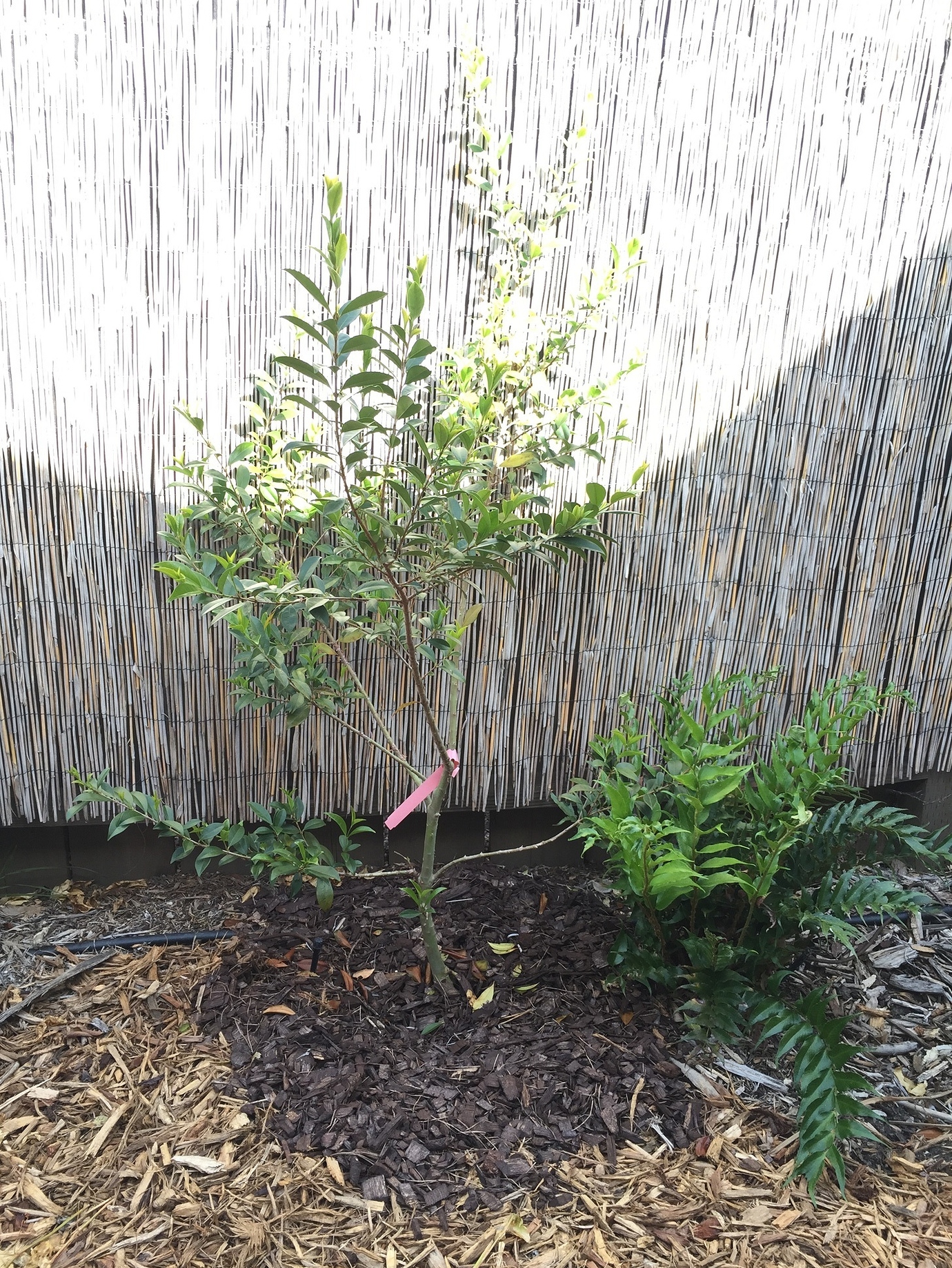 Cherry Of The Rio Grande (Eugenia involucrata) - General Fruit Growing ...