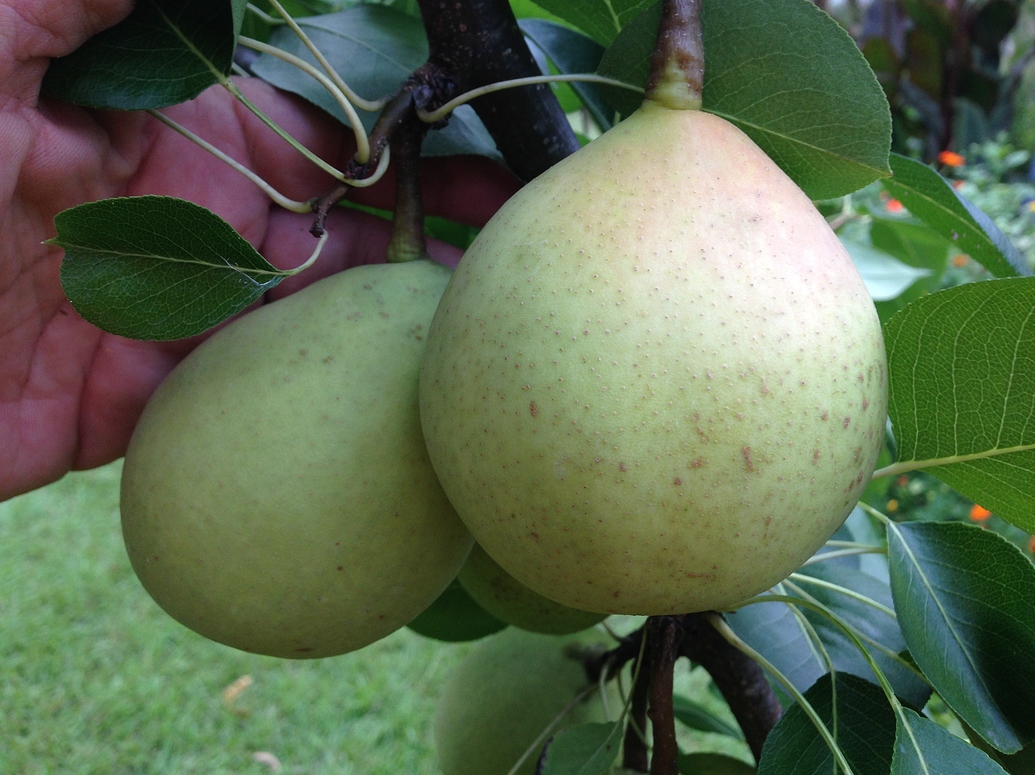 Southern Pears - General Fruit Growing - Growing Fruit