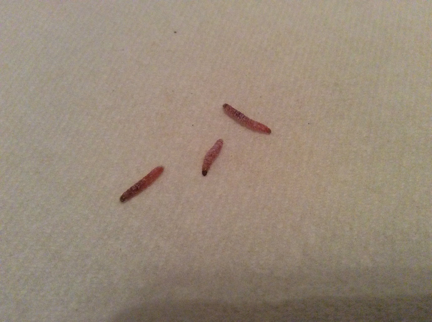 OFM worms in late peaches - General Fruit Growing - Growing Fruit