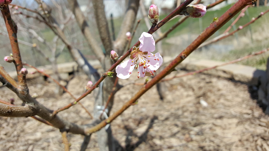 Saturn Peach first bloom Zone 5 - General Fruit Growing - Growing Fruit