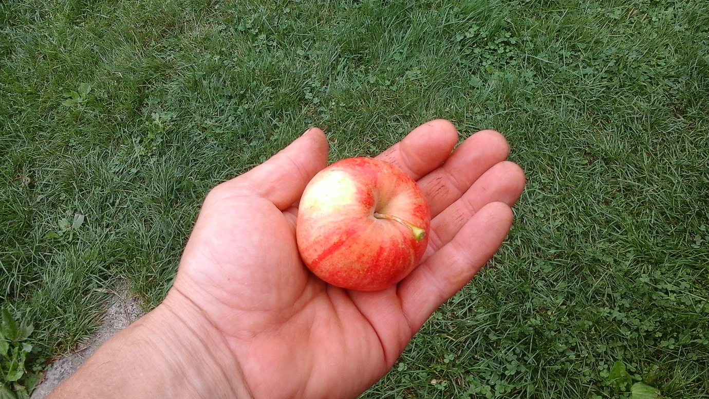 Chestnut crabapple - General Fruit Growing - Growing Fruit