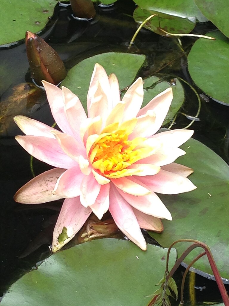 Water lilly - Pictures! - Growing Fruit