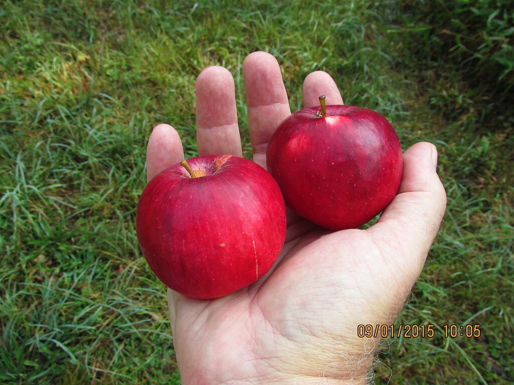 Wealthy Apple - General Fruit Growing - Growing Fruit