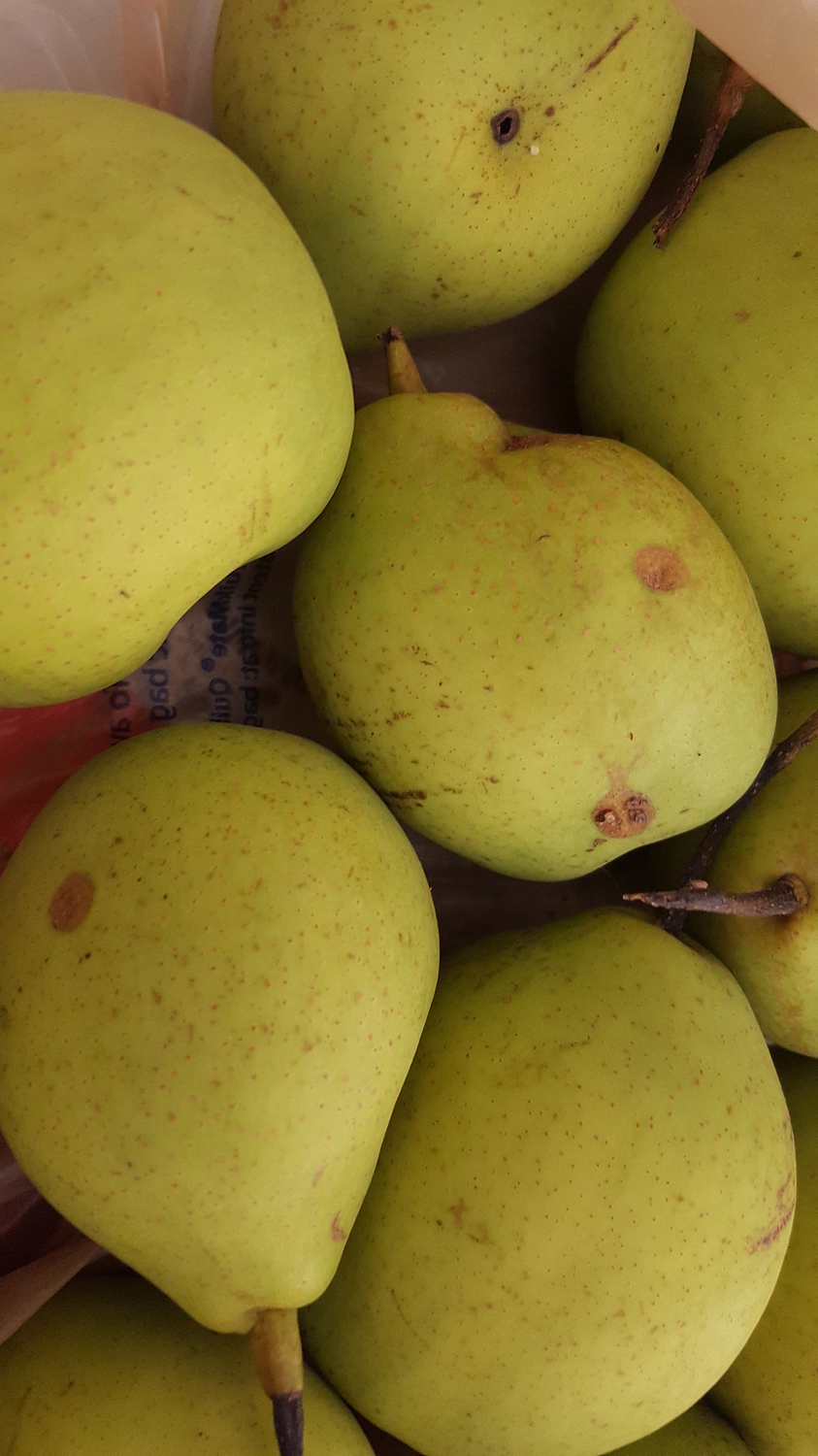 Early Golden, H-118, and Meader persimmons are ripened in September in ...