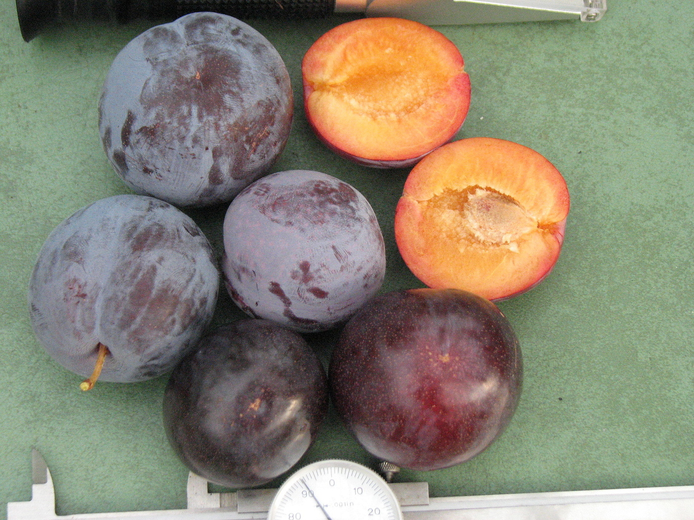 Emerald Drop Pluots - General Fruit Growing - Growing Fruit