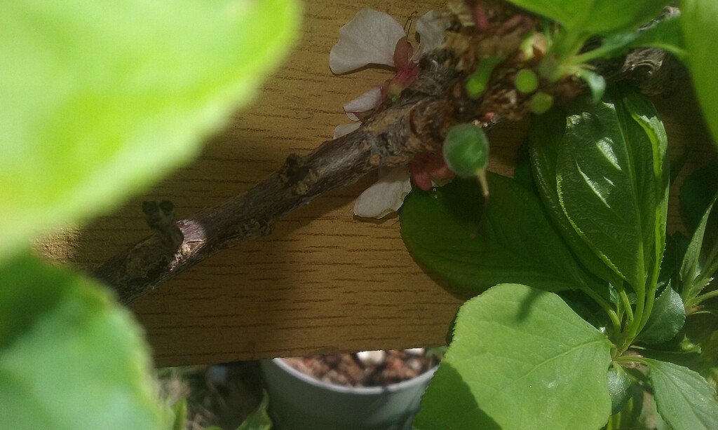 Bella Gold Peacotum - General Fruit Growing - Growing Fruit
