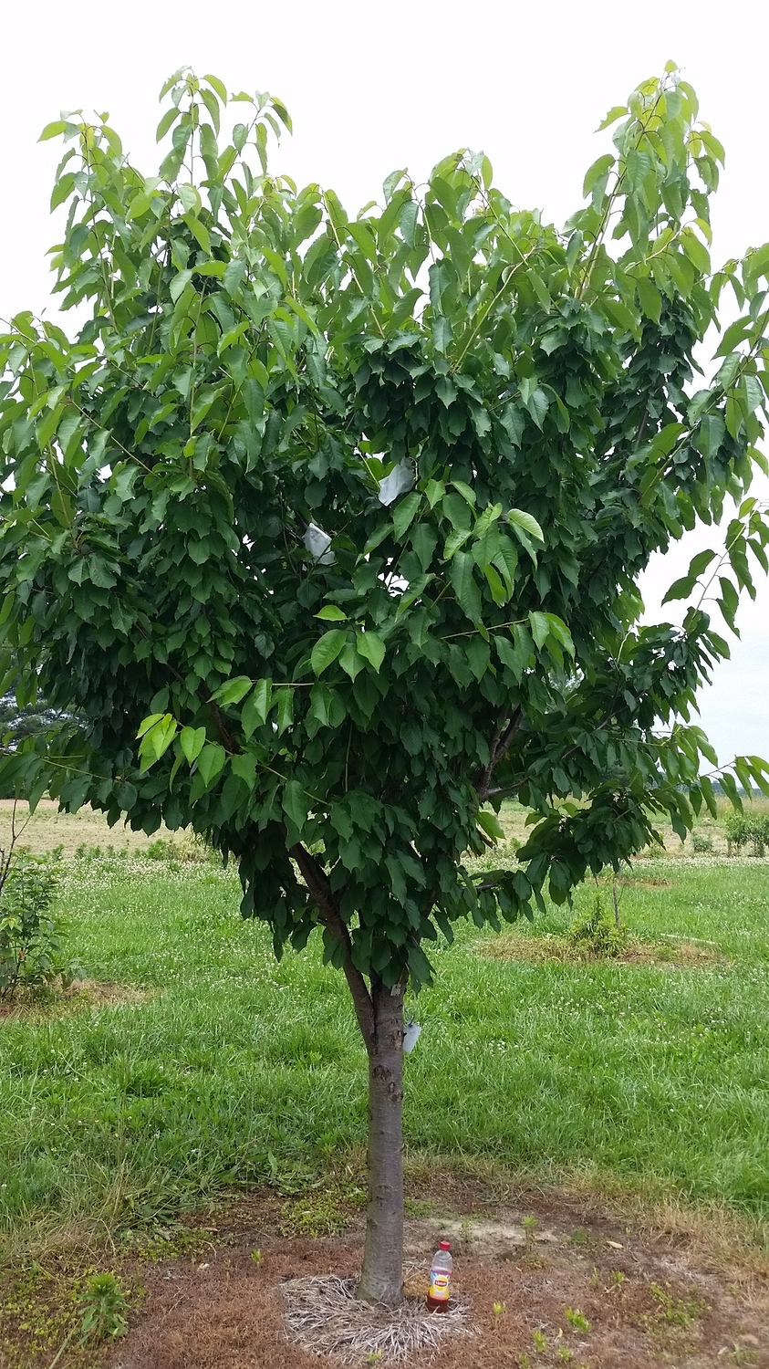 Bing Cherry Rootstock? - General Fruit Growing - Growing Fruit