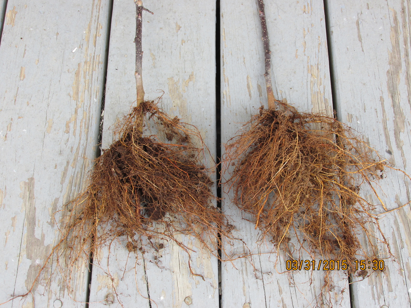 Propagating clonal apple root stock - General Fruit Growing - Growing Fruit