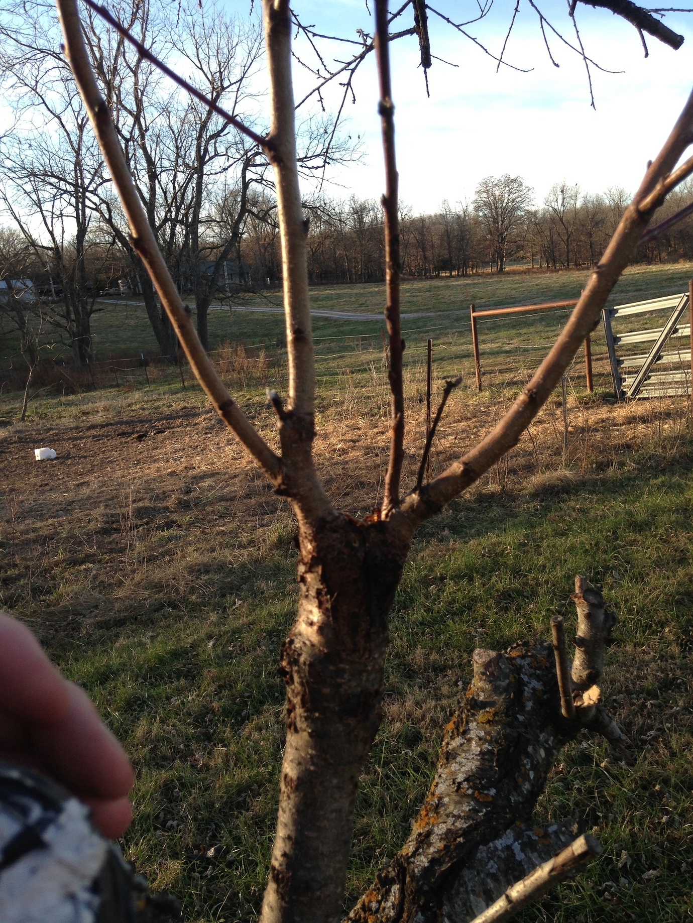 How leafed out can a peach tree be when grafting? - General Fruit ...