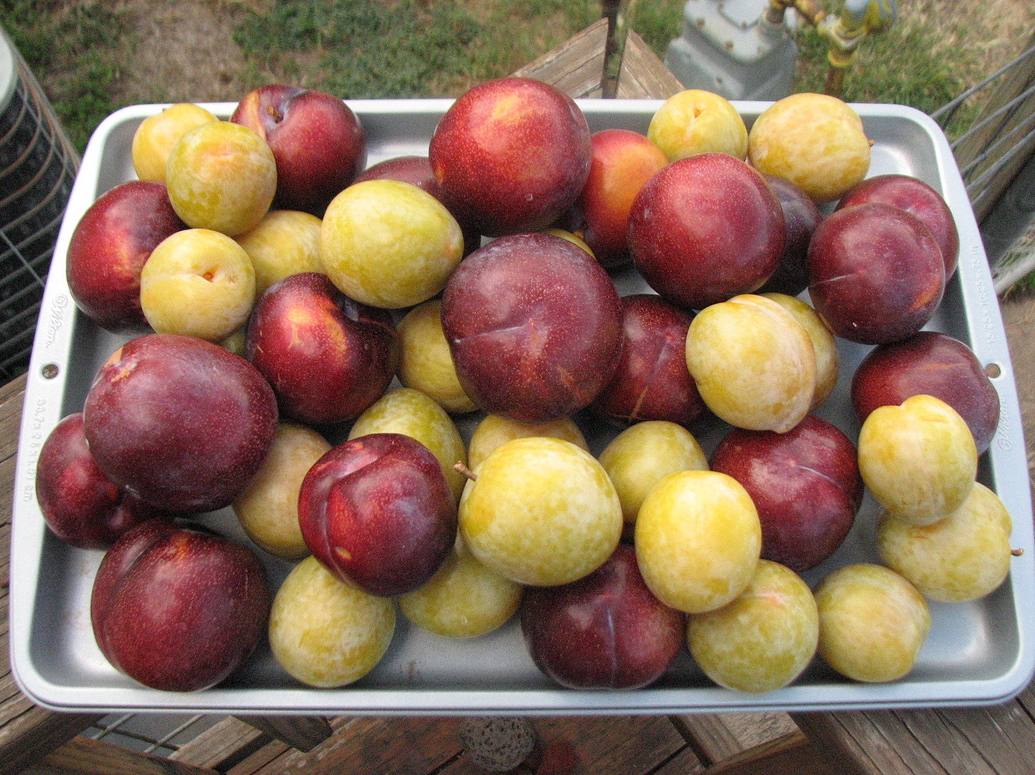 What pluots are these? - General Fruit Growing - Growing Fruit