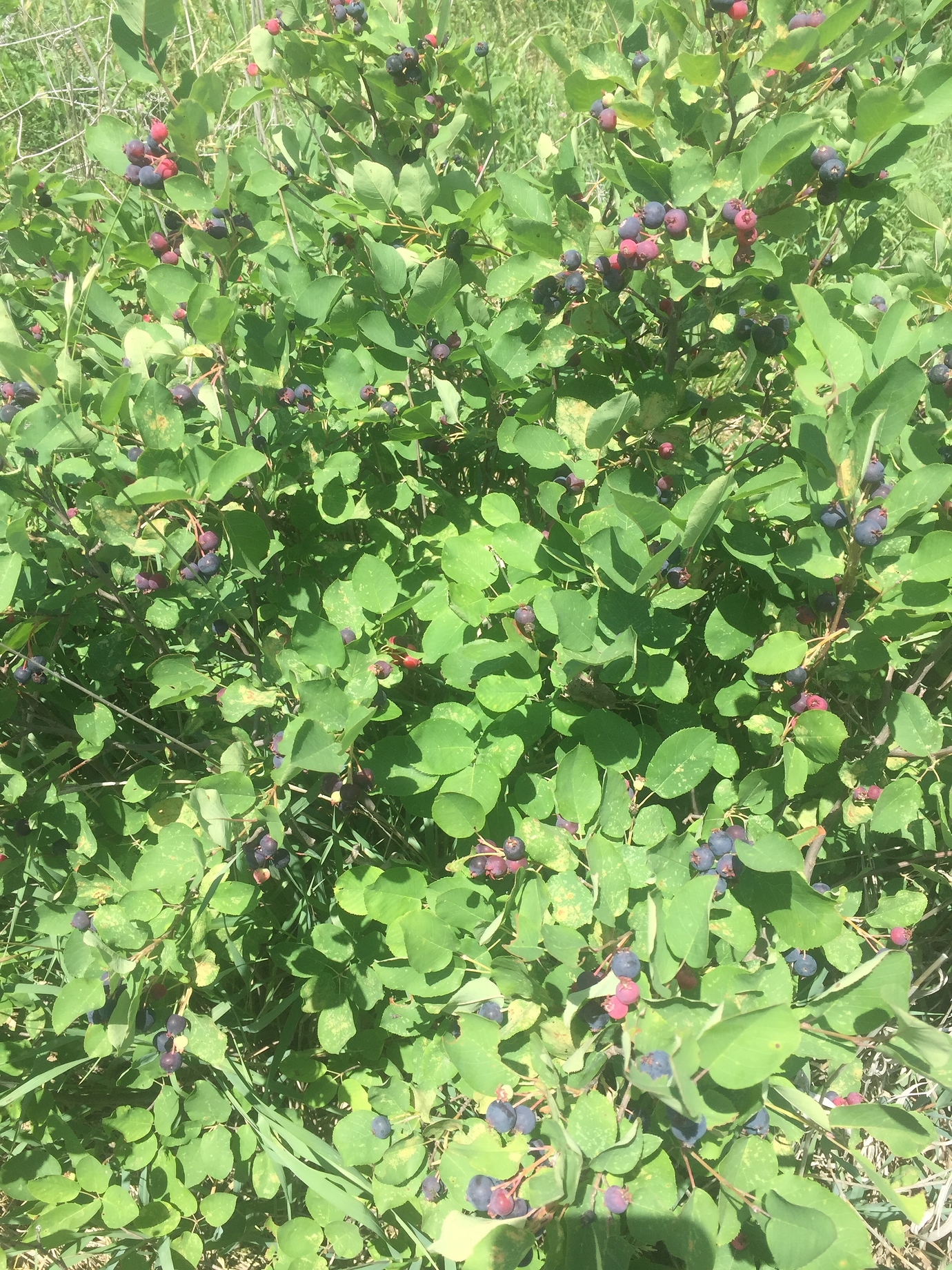 Juneberries! - General Fruit Growing - Growing Fruit