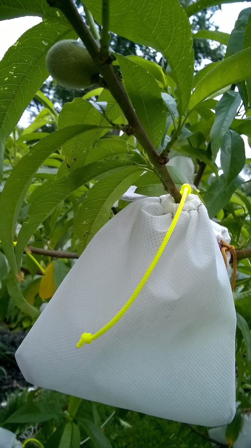 Re- evaluating bagging fruit - General Fruit Growing - Growing Fruit