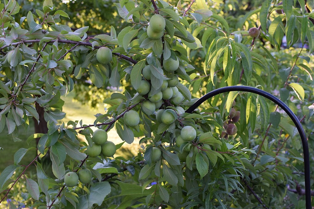 Lavina Plums - Pictures! - Growing Fruit