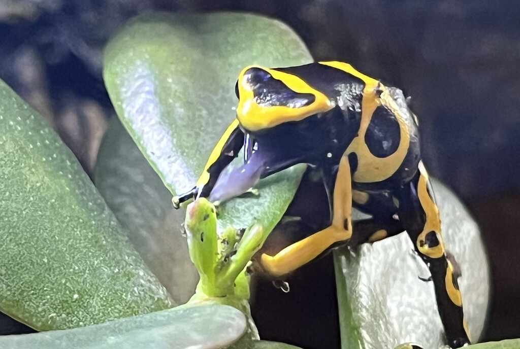 Frog snacks - Pictures! - Growing Fruit