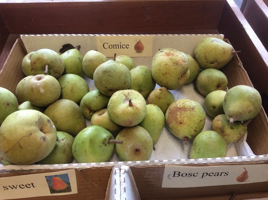 Pictures of some European pears for you - Pictures! - Growing Fruit