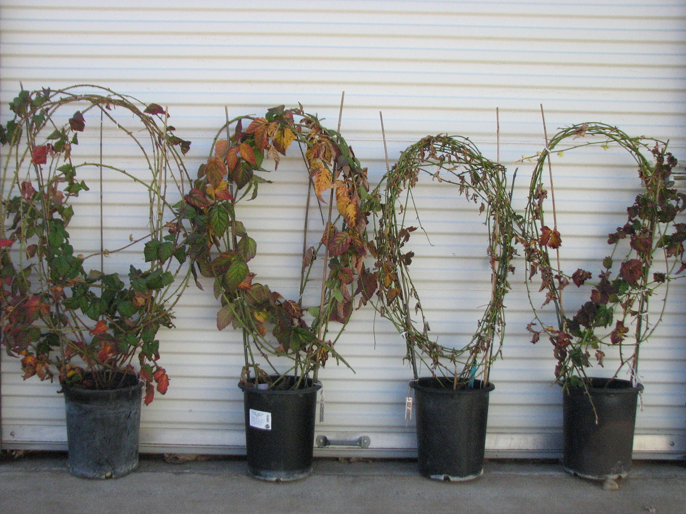 Growing thornless blackberries in pots - General Fruit Growing ...
