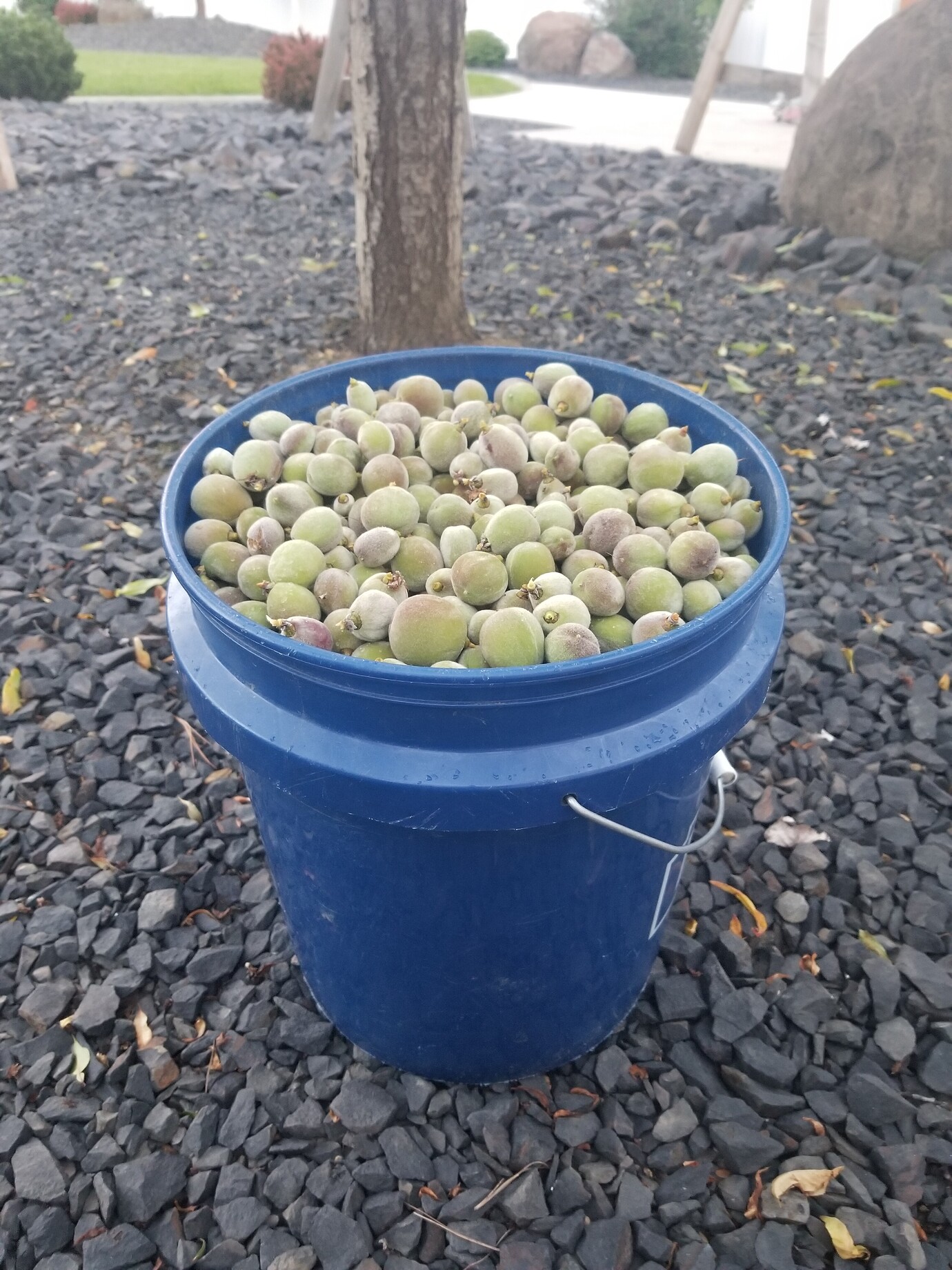 My Least Favorite Orchard Task - General Fruit Growing - Growing Fruit