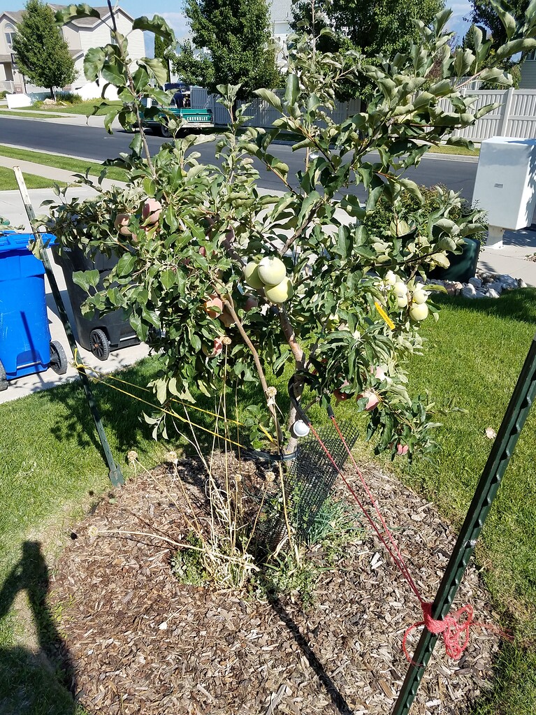 Loaded Multi-Graft Apple Tree - Pictures! - Growing Fruit