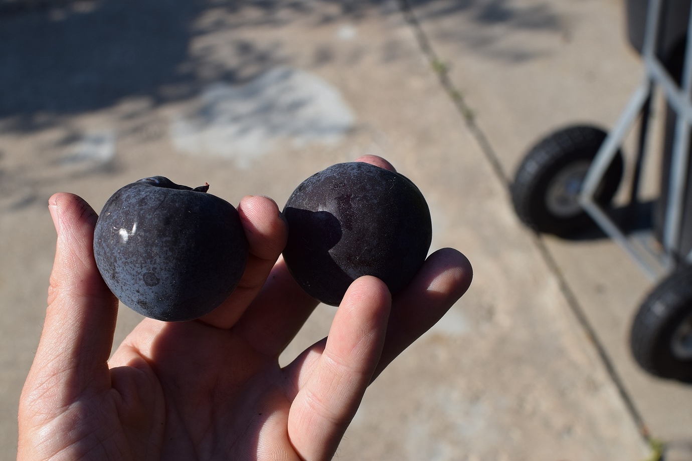 Spring Satin Plumcot - General Fruit Growing - Growing Fruit