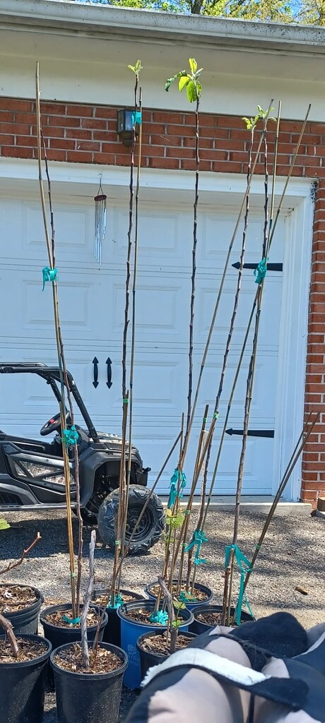 Should I paint the trunks of these 1 year old apple trees white to ...