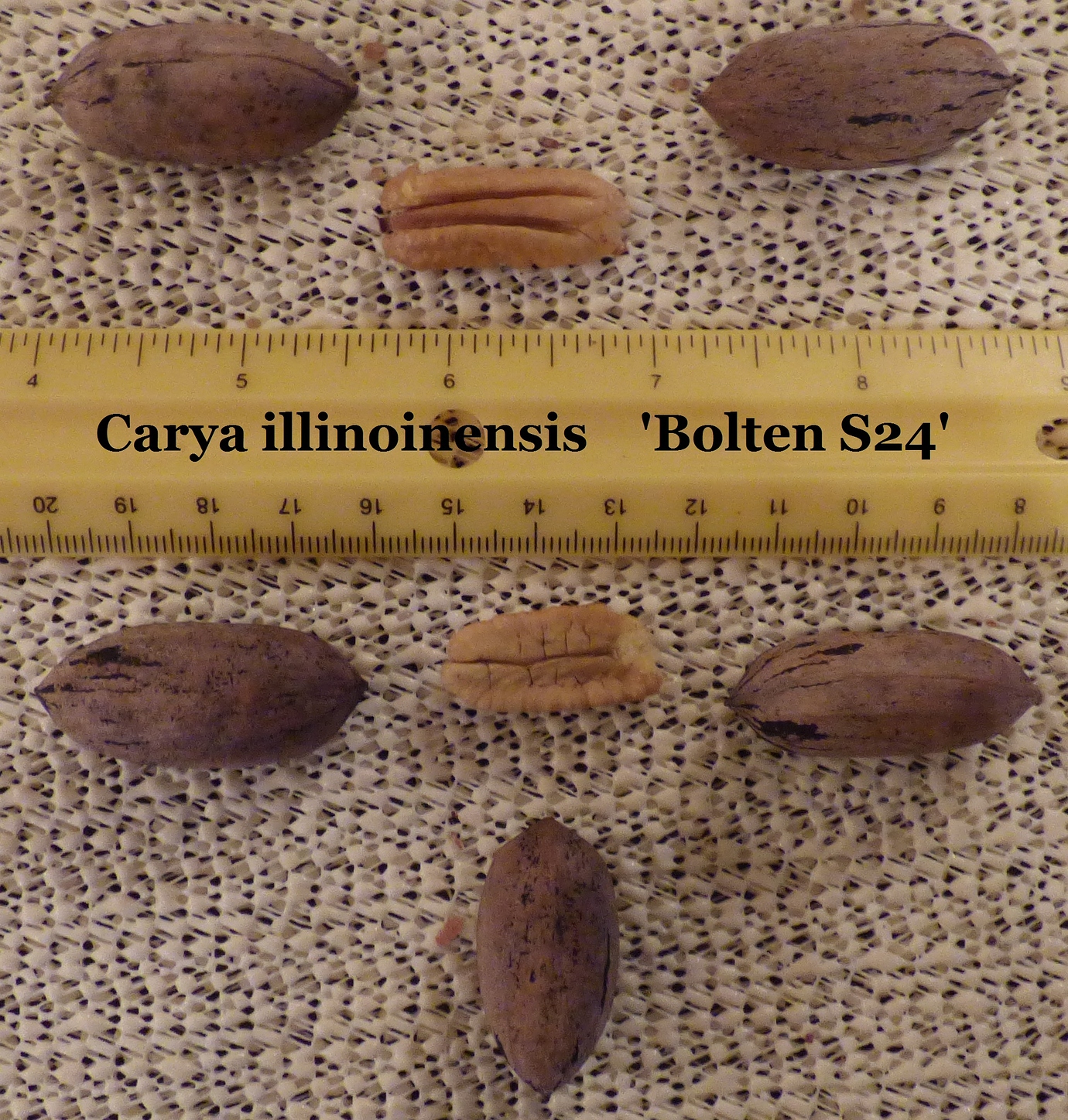 Pecan pollination chart - General Fruit Growing - Growing Fruit