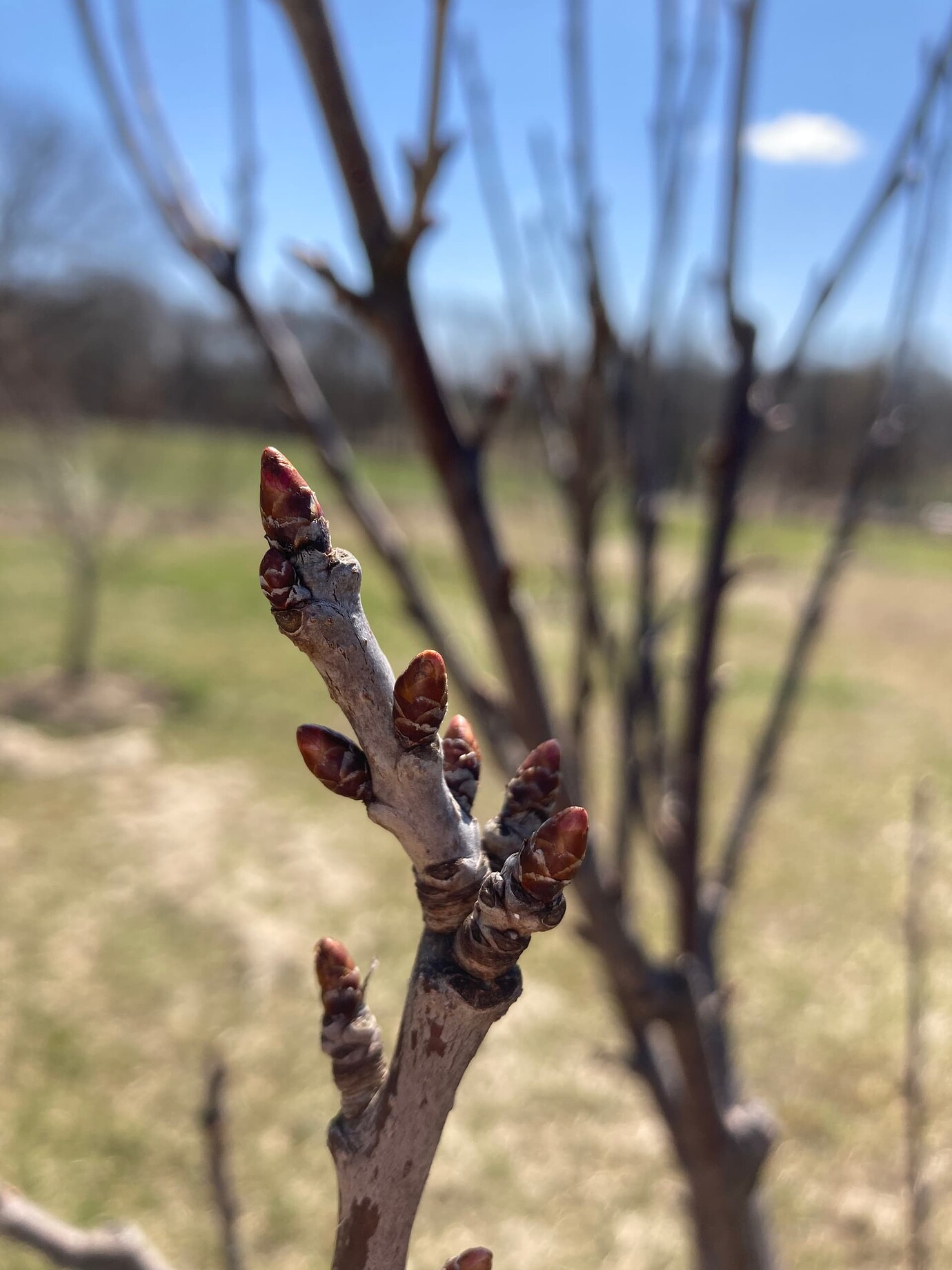 What do fruiting spurs look like on different types of trees? - General ...
