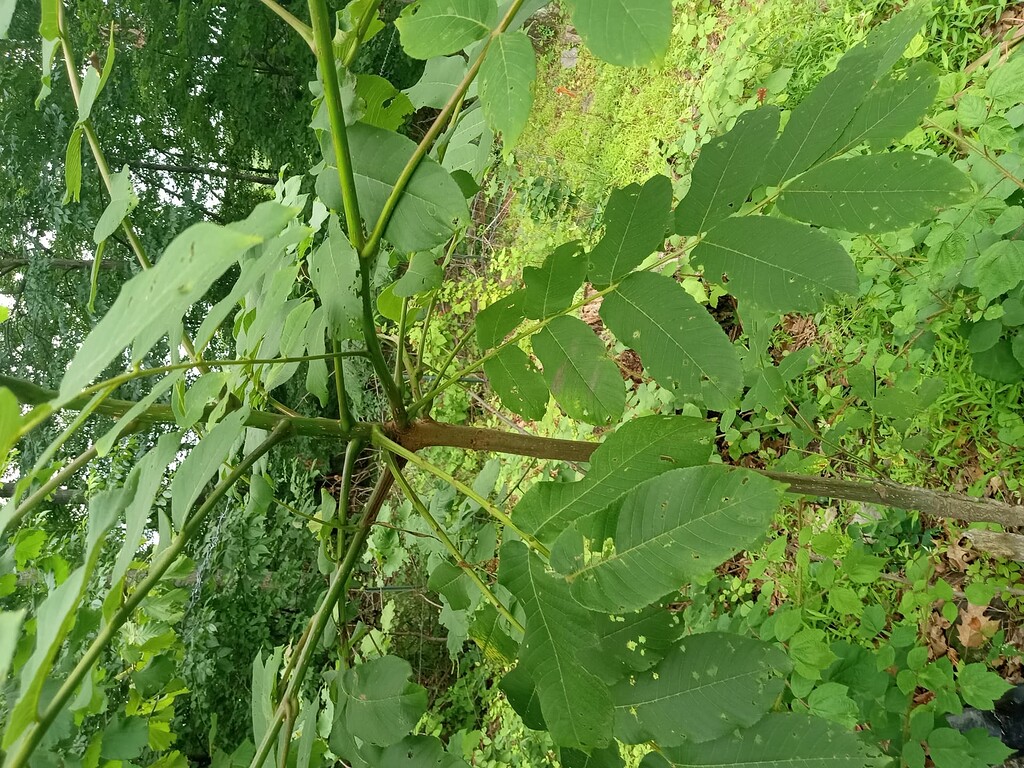 Walnut ID Needed - General Fruit Growing - Growing Fruit
