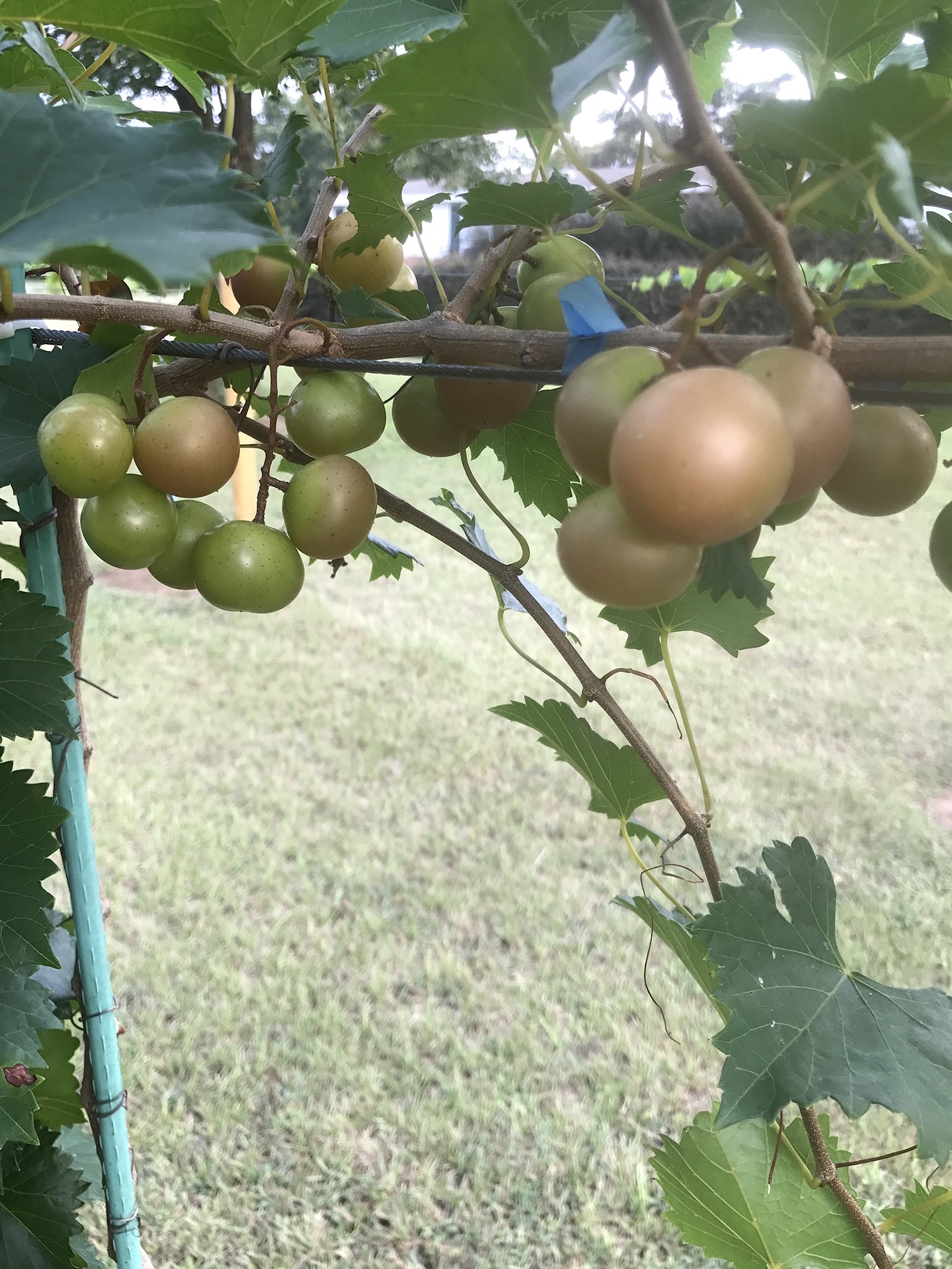 Muscadine Grapes and PH level? - General Fruit Growing - Growing Fruit