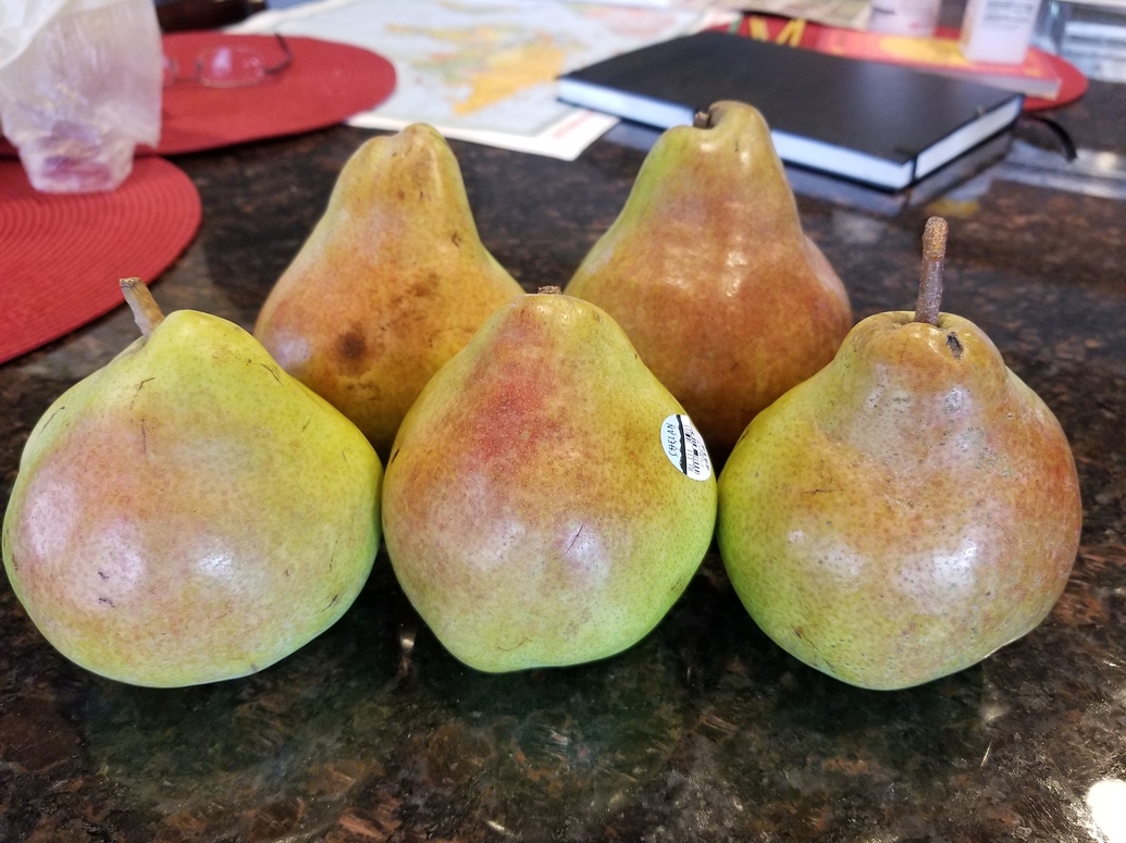 Comice Pears Showing Up in Stores - General Fruit Growing - Growing Fruit