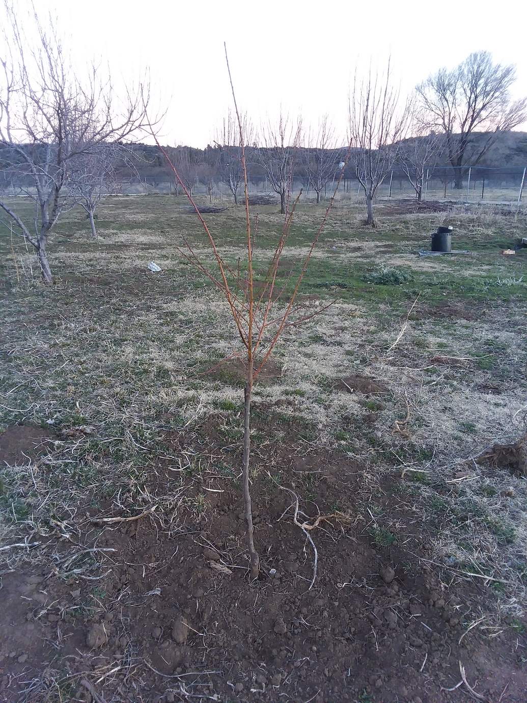 Peach on apricot roots? - General Fruit Growing - Growing Fruit