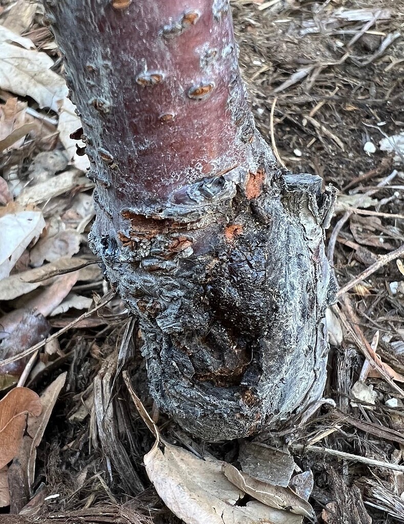 Is this bacterial canker, and is this cherry tree toast? - General ...