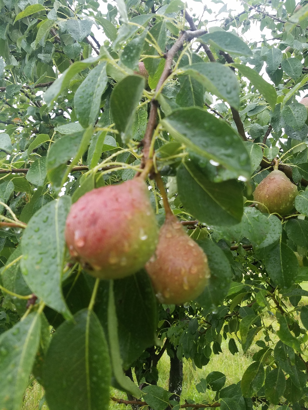 Clapps favorite pear - General Fruit Growing - Growing Fruit