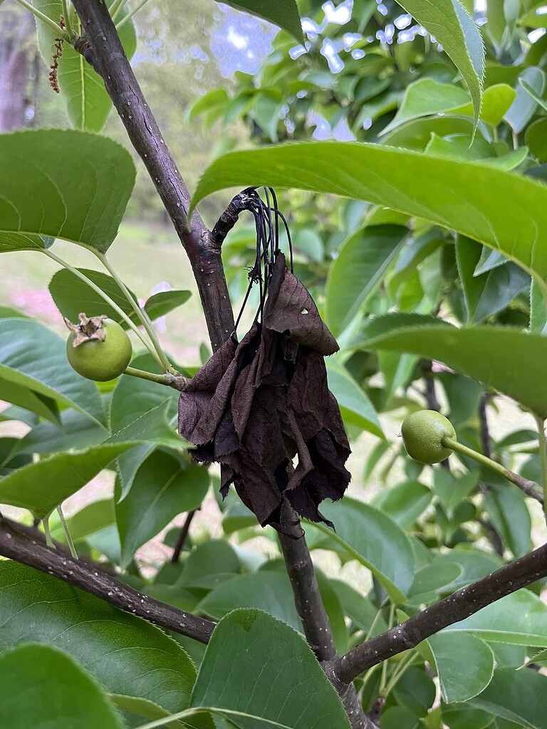 Fire blight Korean giant? - General Fruit Growing - Growing Fruit