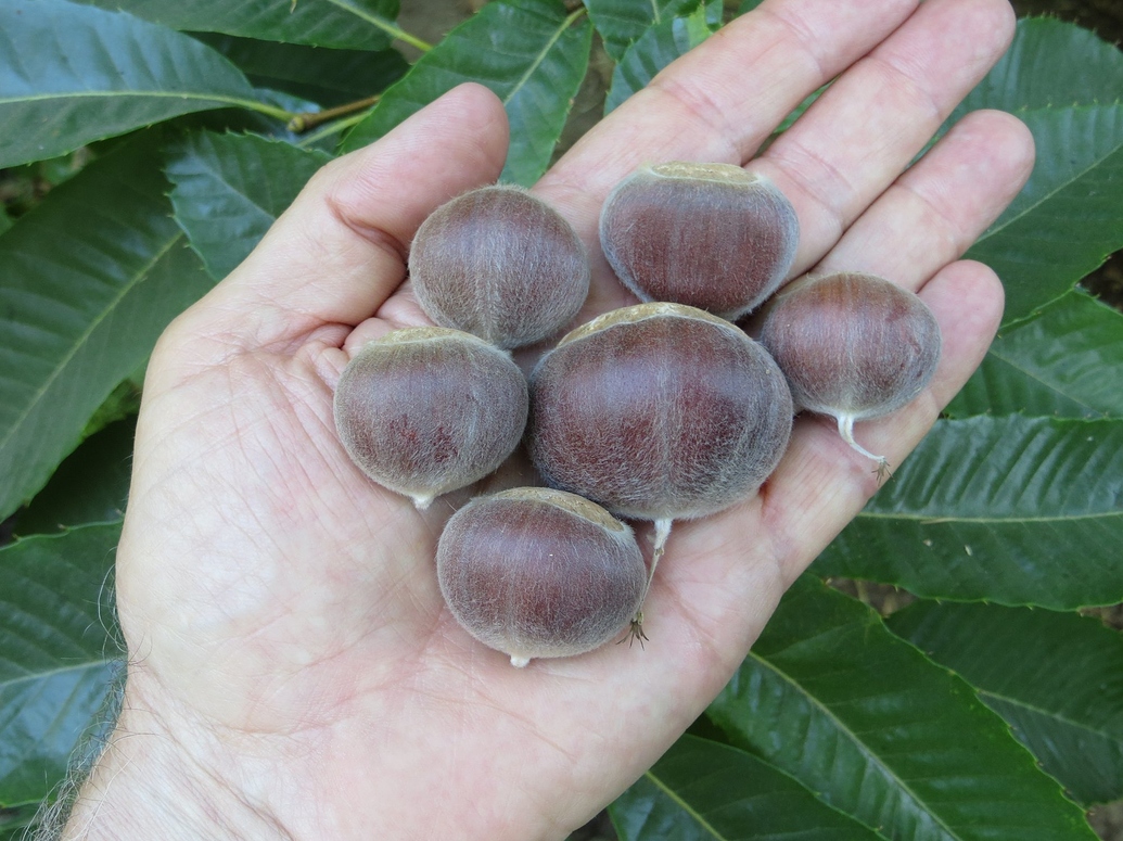 Dunstan chestnuts - General Fruit Growing - Growing Fruit