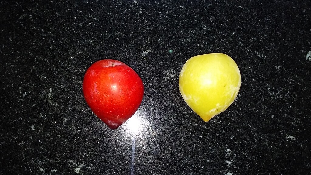 Name this plum ( The answer: It's a Lemon Plum from Chile) - General ...
