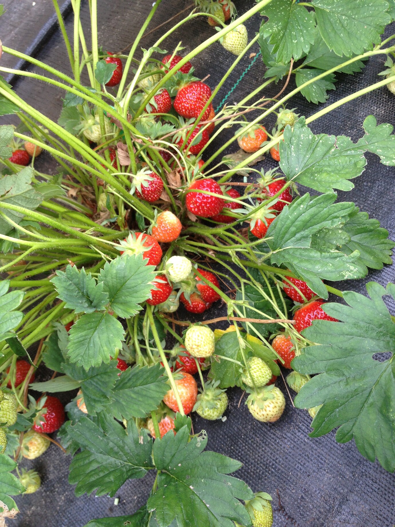 Favorite alpine strawberry varieties? - General Fruit Growing - Growing ...