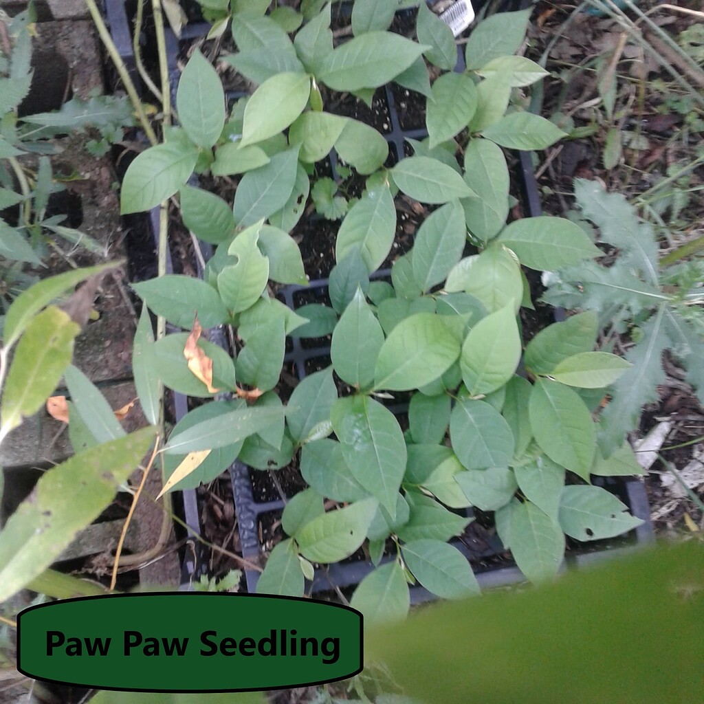 Paw Paw Seedlings First Time Germinating General Fruit Growing Growing Fruit
