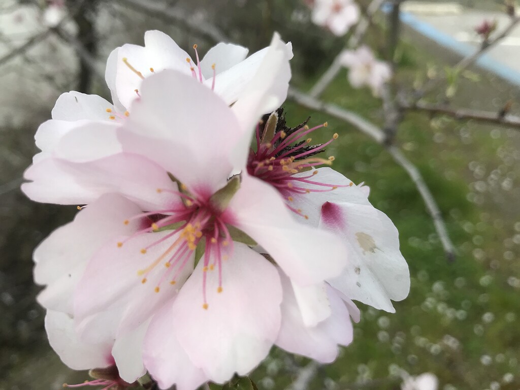 Bloom identification help - General Fruit Growing - Growing Fruit