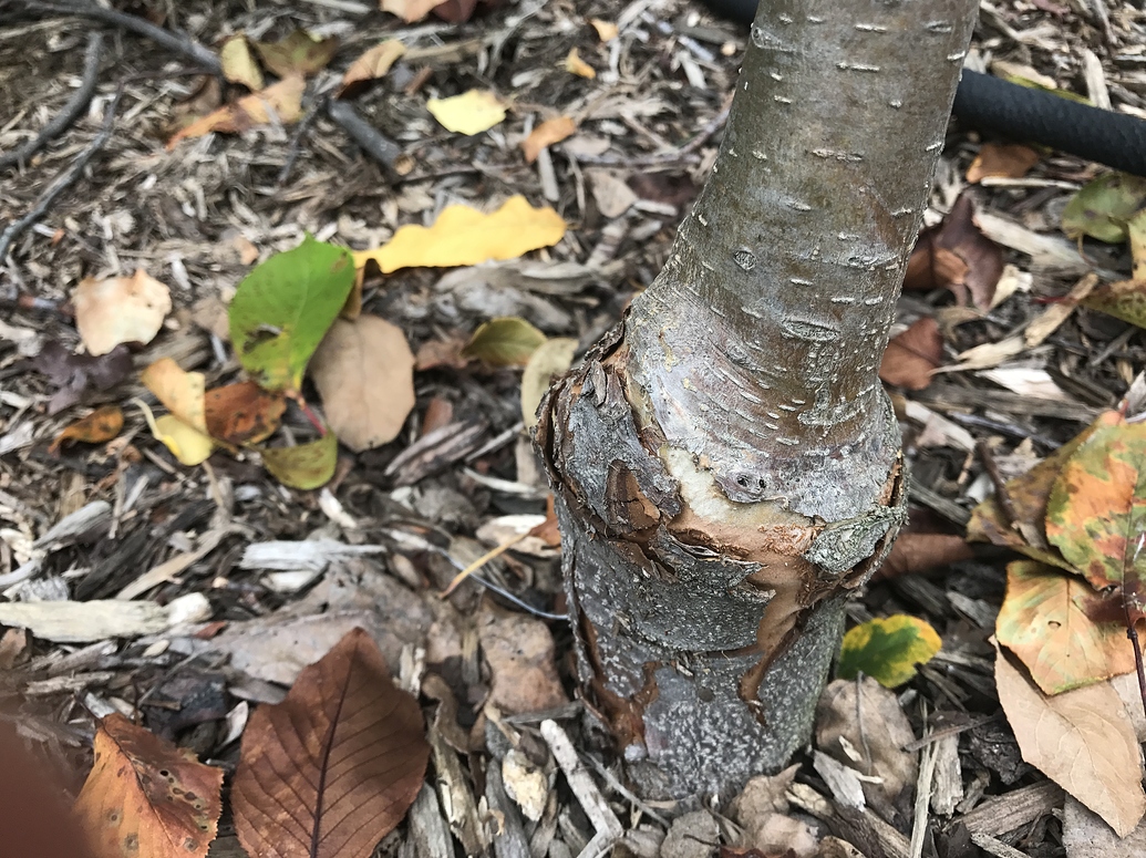 Geneva Rootstock Bark - General Fruit Growing - Growing Fruit