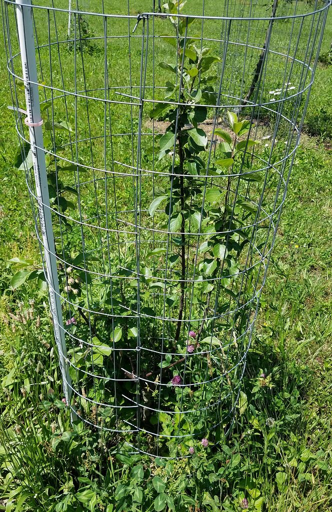Propagating less common apple rootstocks - General Fruit Growing ...